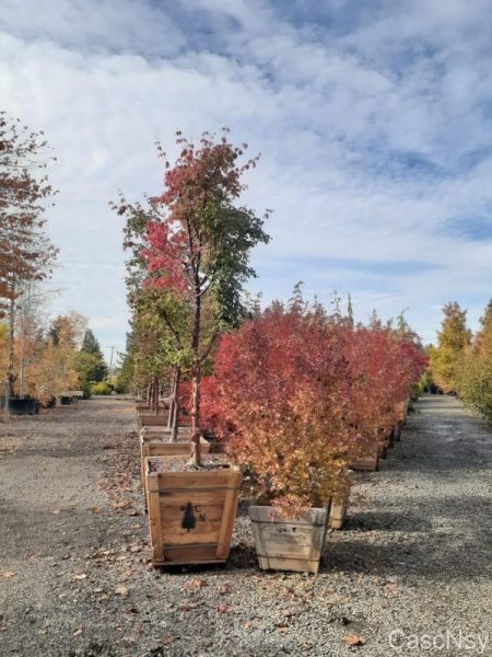 Shade and Flowering Trees | Cascadian Nurseries