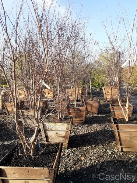 Shade and Flowering Trees | Cascadian Nurseries