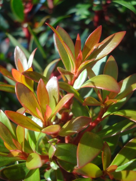 Monrovia – Grow Beautifully | Cascadian Nurseries
